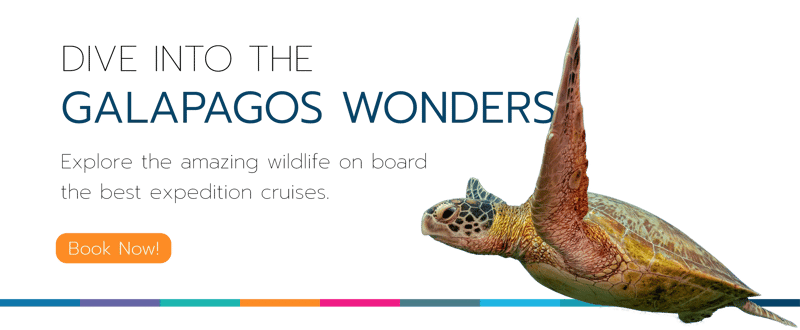 Are There Penguins in Galapagos? Discover with Go Galapagos